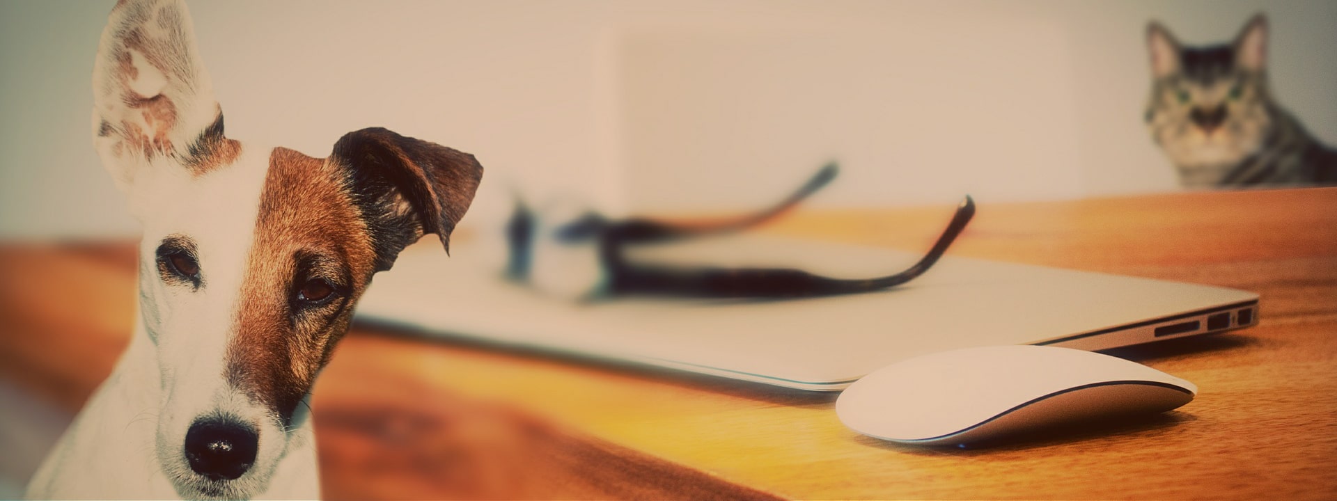 Animal Talk Blog - Learn How To Talk To Animals