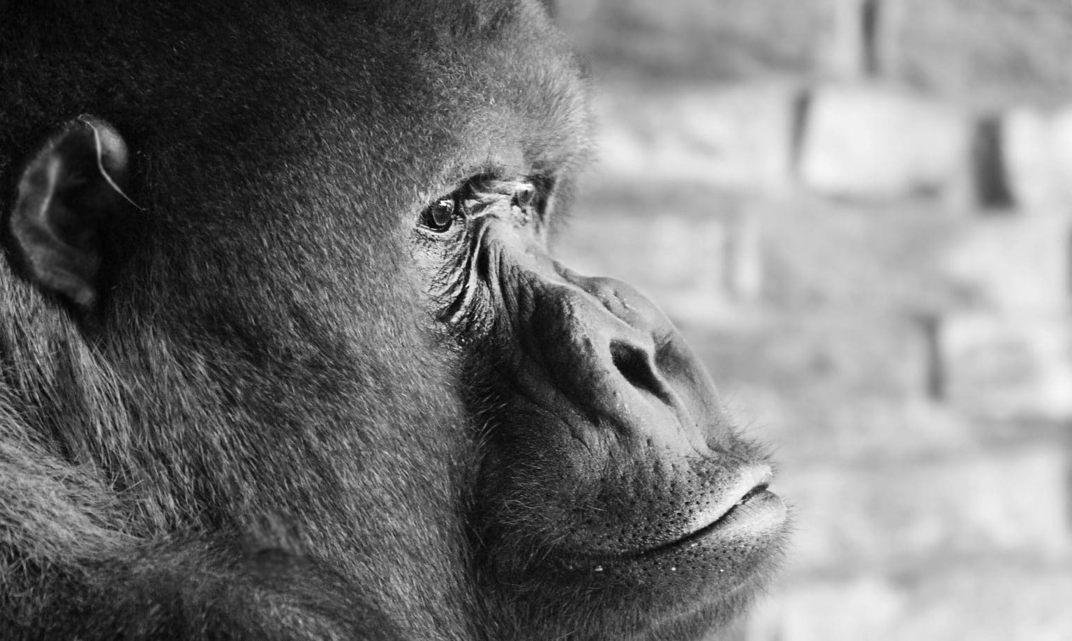 The Compassionate Voice and A New Perspective for Harambe the Gorilla