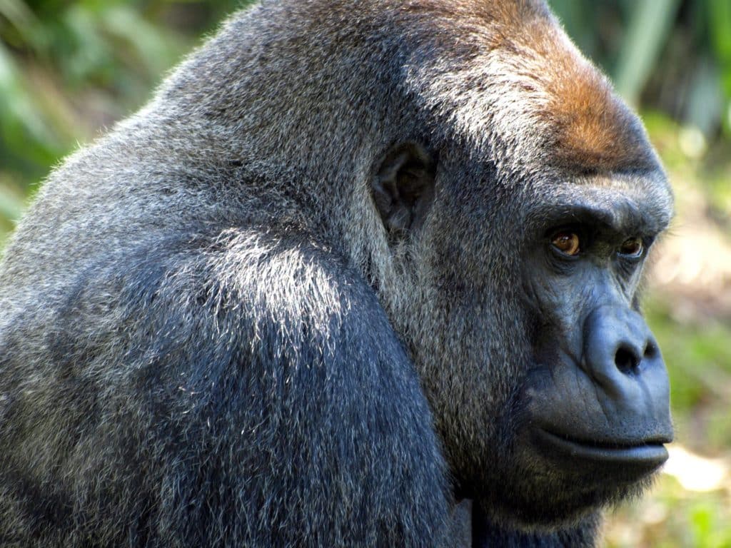 The Compassionate Voice and A New Perspective for Harambe the Gorilla