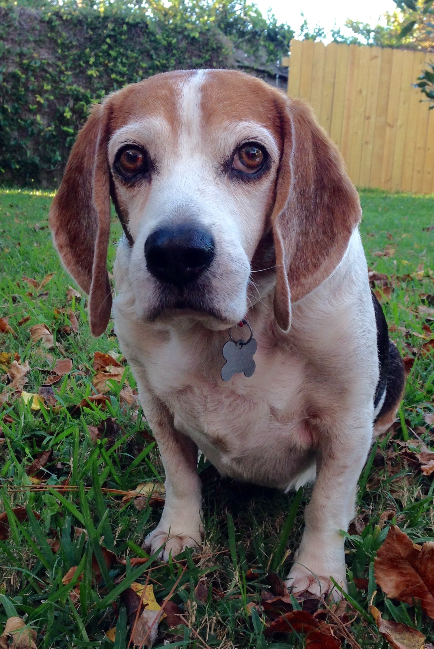 Want to Learn How to Talk to Animals? The Heart School is for you!