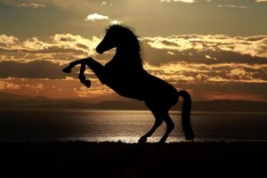 Horse Sense for Humans with Lisa Murrell and Schelli Whitehouse