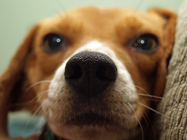 The BodyTalk System: Snoopy’s Amazing Healing Story (and How I Became a ...