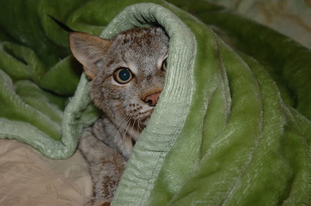 The Amazing Story of How I Saved the Lives of 2 Wild Bobcat Cubs ...