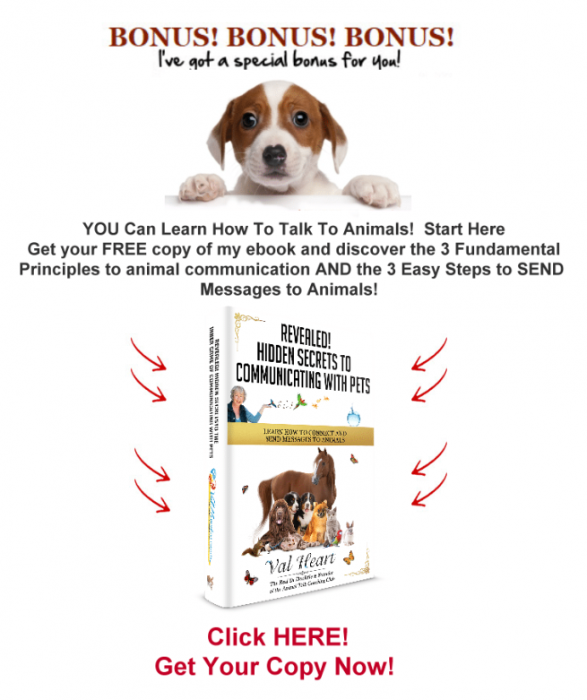 Everything You Need to Know About Animal Communication - Start Here