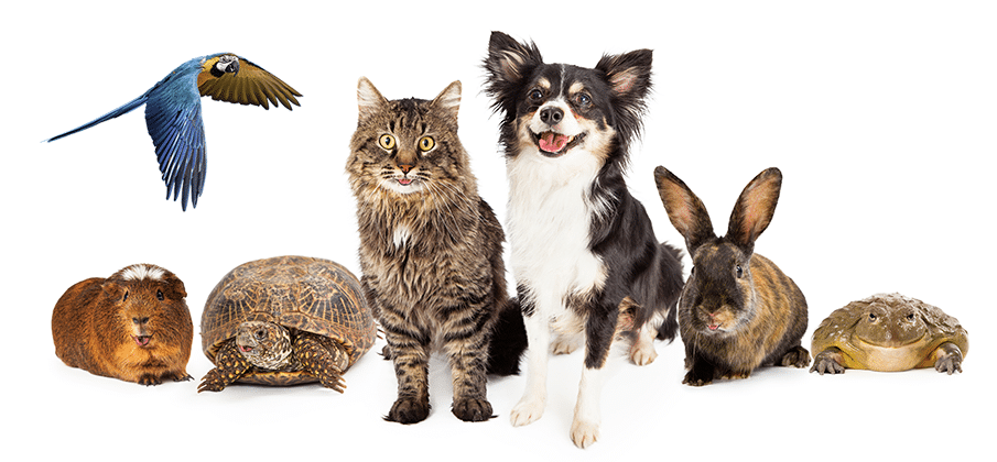 Want to Learn How to Talk to Animals? The Heart School is for you!