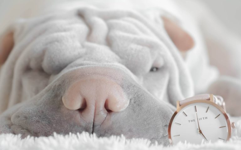 That Pesky Time Change is Coming: How to Tell Your Pet