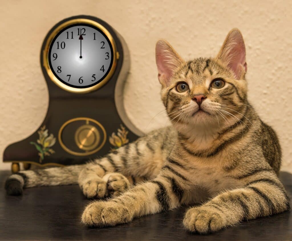 That Pesky Time Change is Coming: How to Tell Your Pet