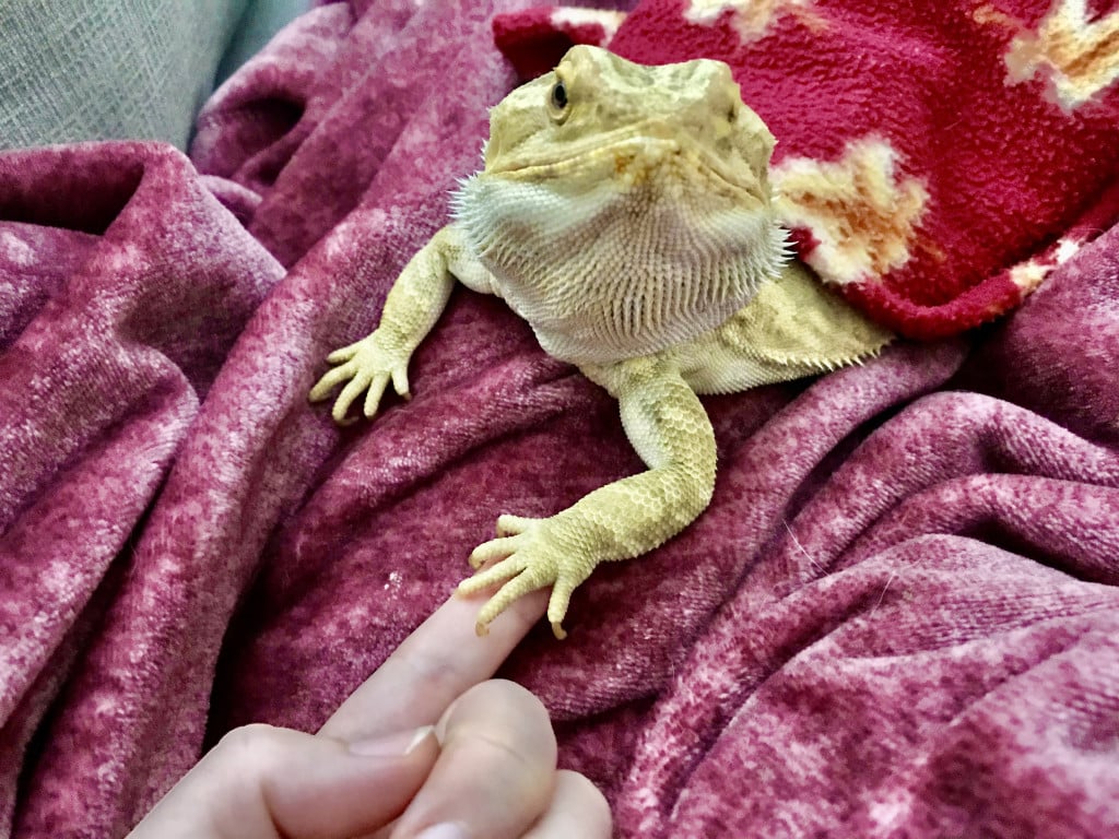 Featured Animal Teacher (FAT) for April 2020 Marybeth's Darwin - Learn ...