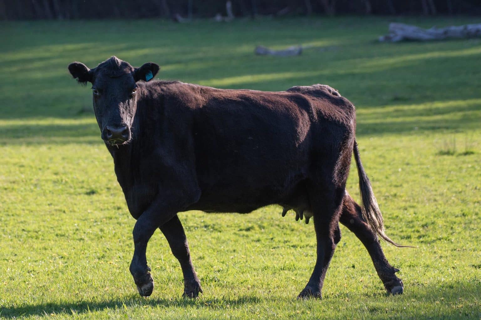 Communicating with Cows: Being Heard by the Herd - Learn How To Talk To ...