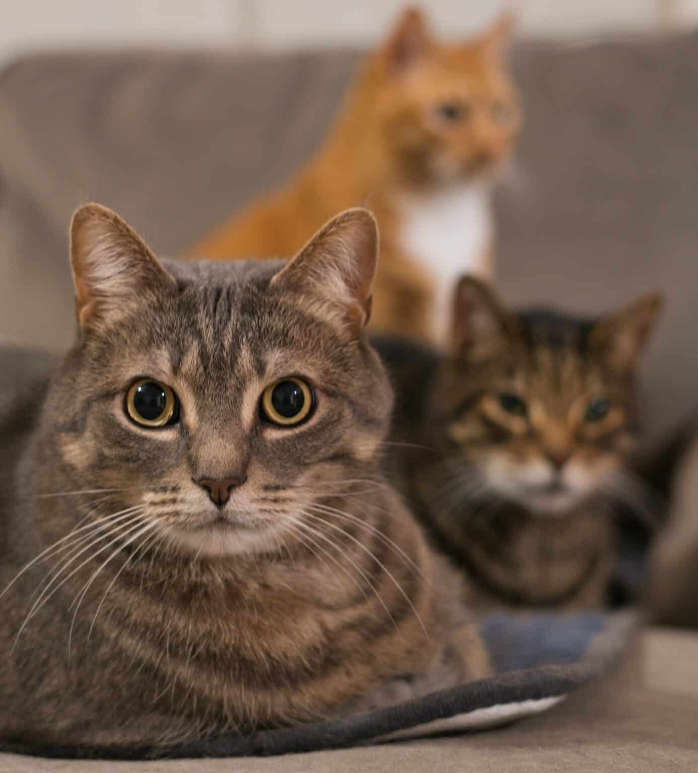 *Learn How to Talk to Animals with Professional Animal Communicator ...