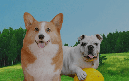 Masterclasses - Learn How To Talk To Animals