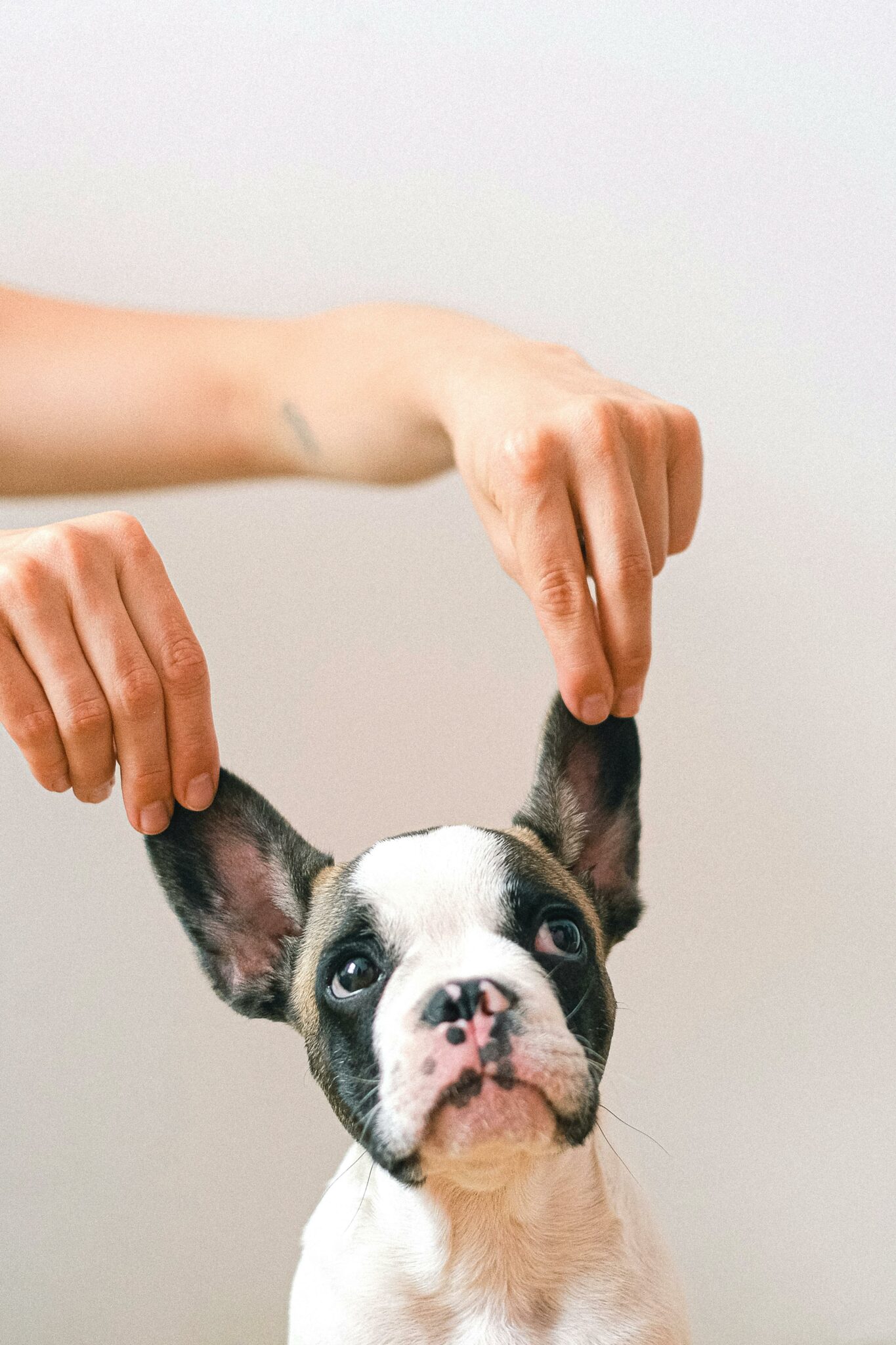 Why Get a Private Animal Communication Session with Me? - Learn How To ...