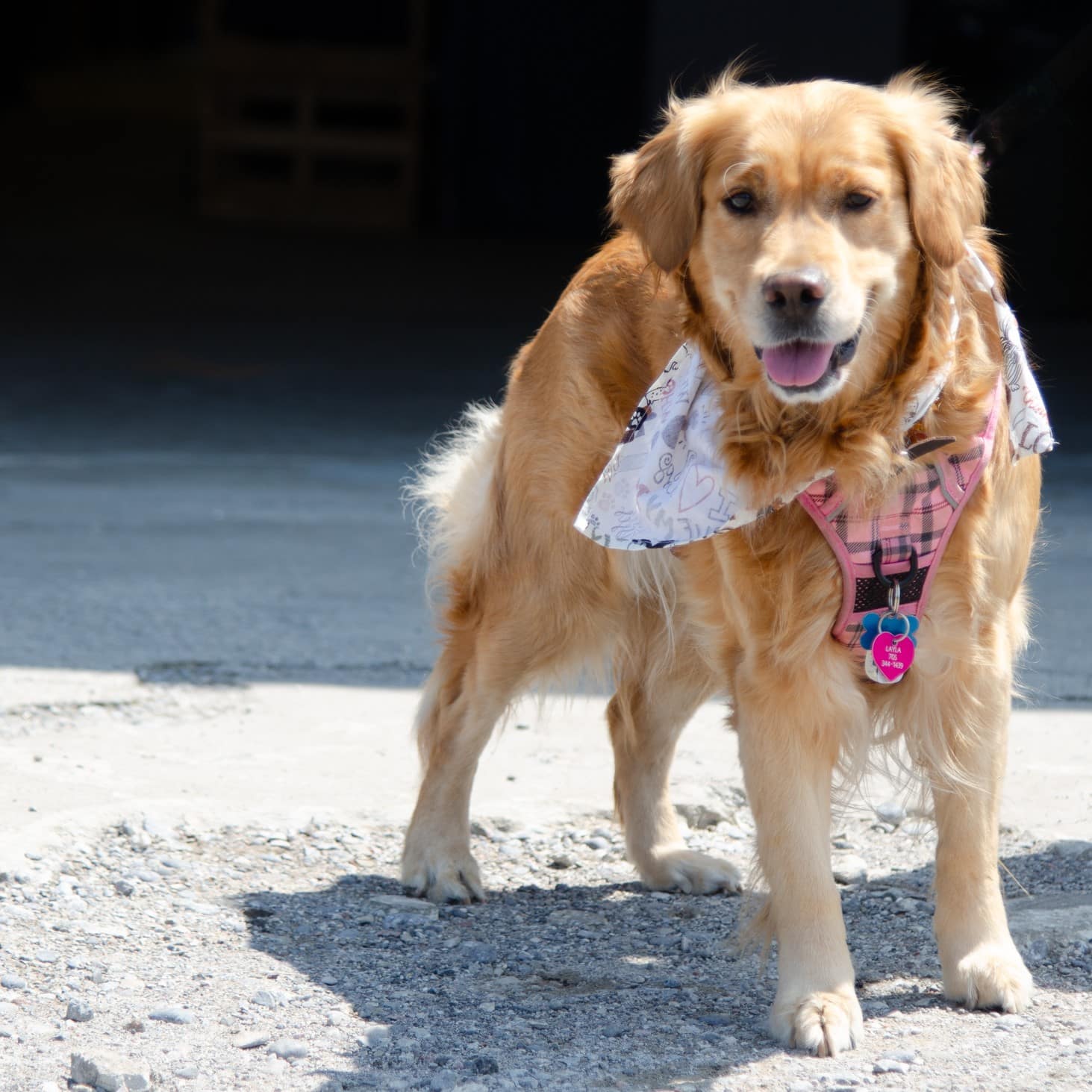 ATH conversation with Mary H's Layla - Learn How To Talk To Animals