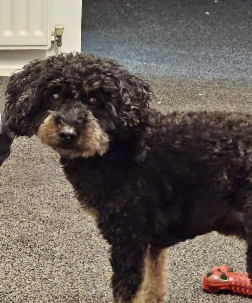 ATH conversation with Melanie A's Rolo - Learn How To Talk To Animals