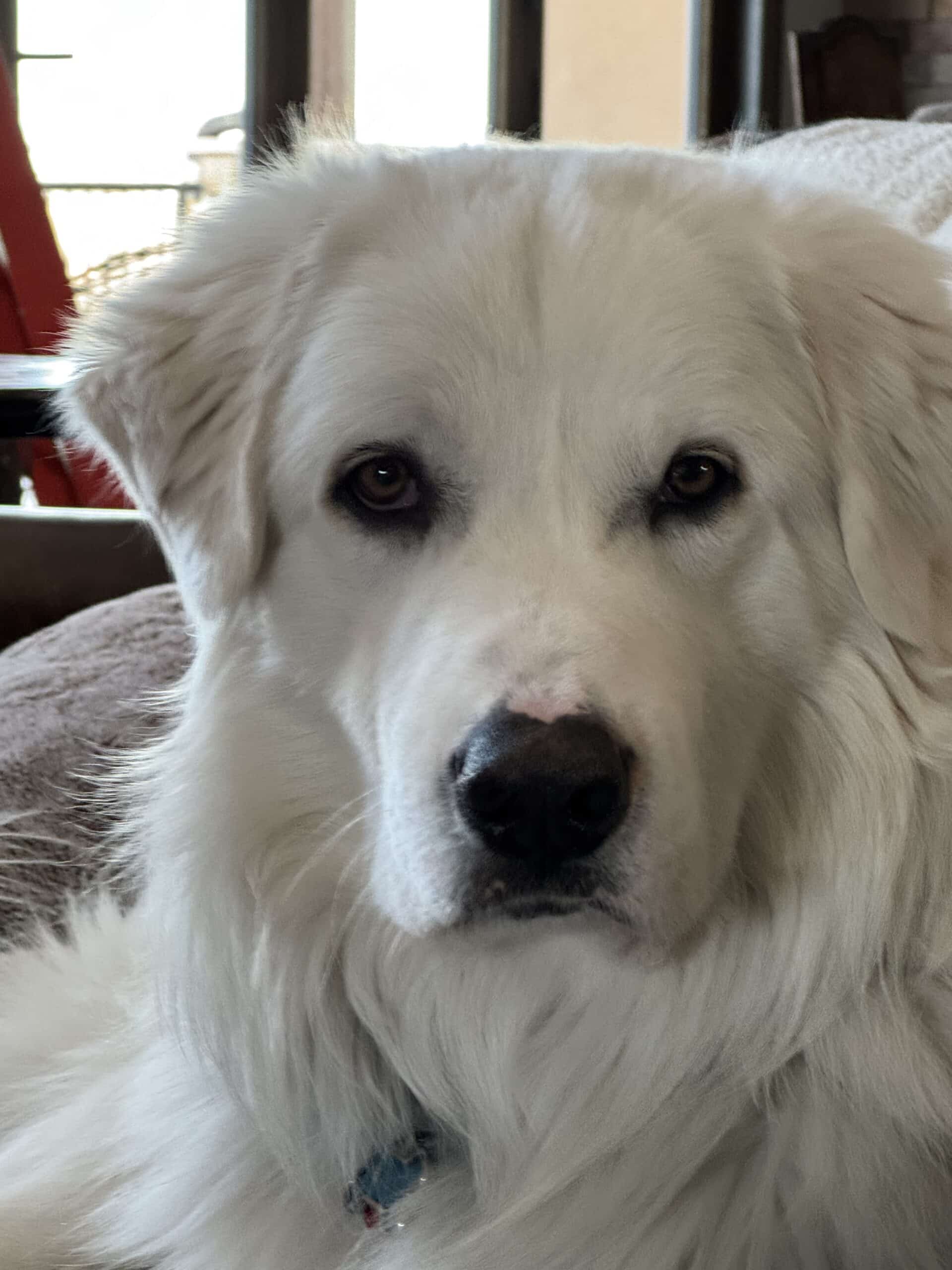 ATH conversation with Tamara B's Reacher - Learn How To Talk To Animals