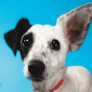 Why Does Animal Communication Work Sometimes But Not Others? - Learn ...